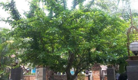 Pohon Penghasil Oksigen Terbanyak, Bisa Untuk Tebus Karbon | PT Antares ...